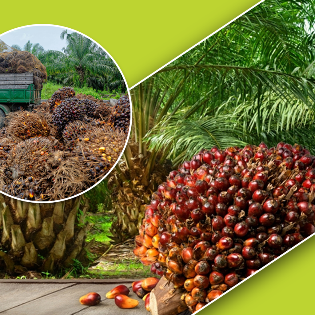 Palm Rich Estate - Assetrise Limited